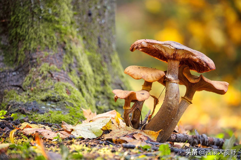 In the Dark Middle Ages, how did ancient Europeans communicate with the ...