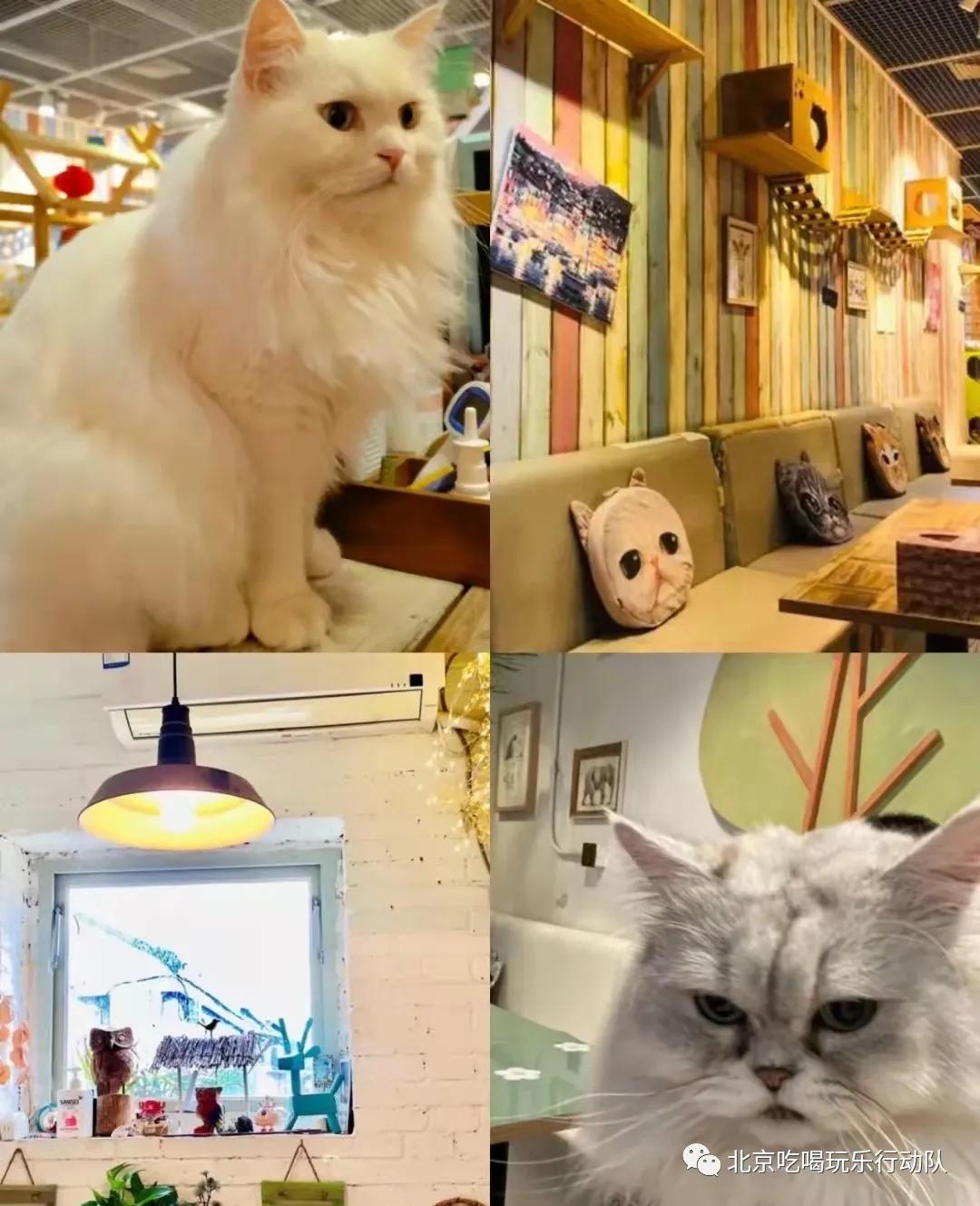 12 cat cafes in Beijing - iNEWS