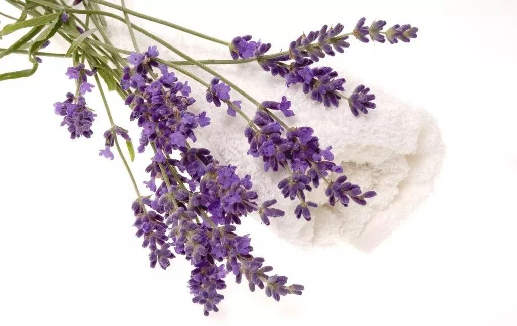 Keep these 4 kinds of "hypnotic flowers" in the bedroom to promote ...