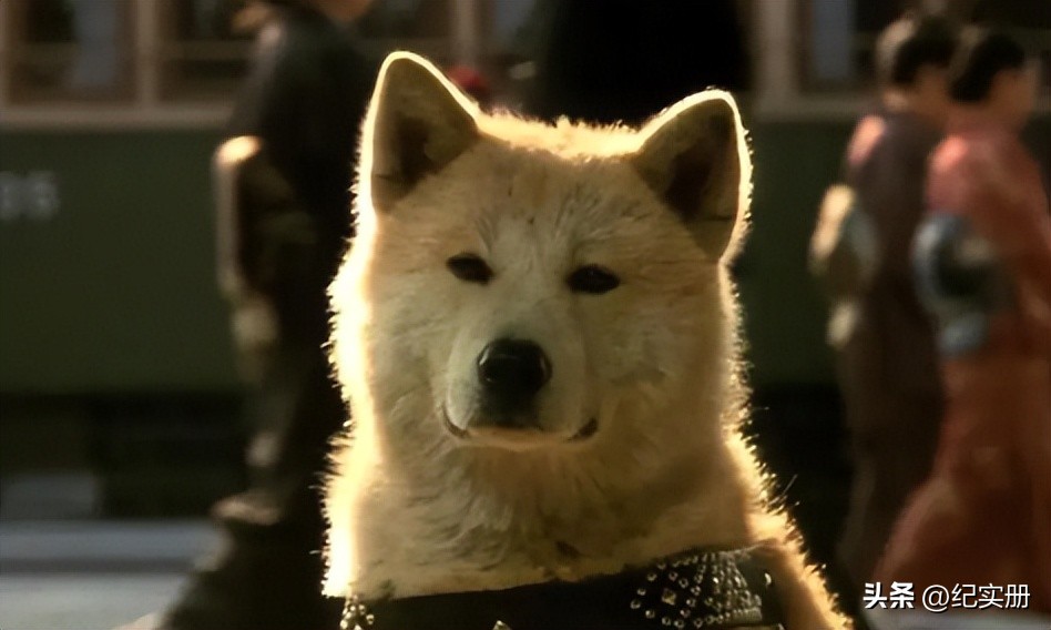 "The Faithful Dog Hachiko" a loyal and brave dog - iNEWS