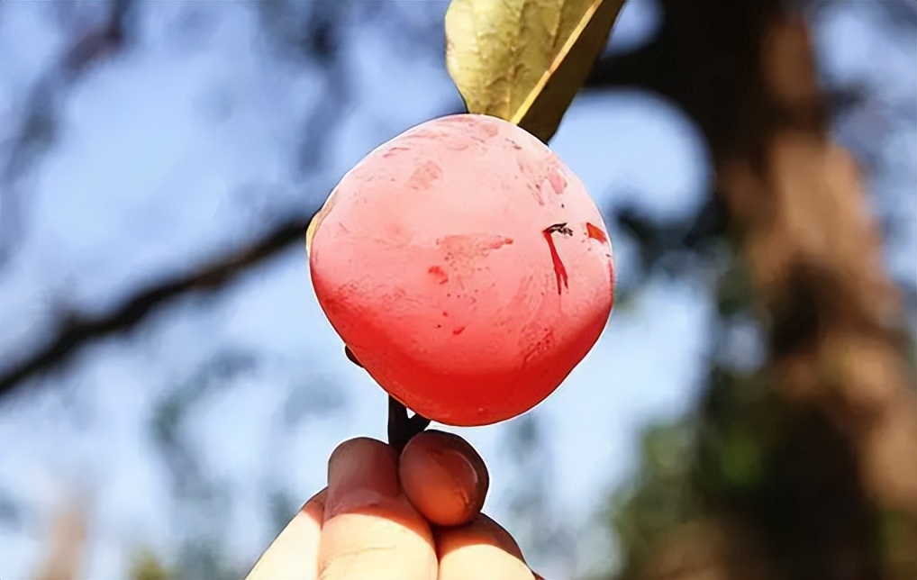 Are fire gourd persimmon and fire crystal persimmon the same variety ...