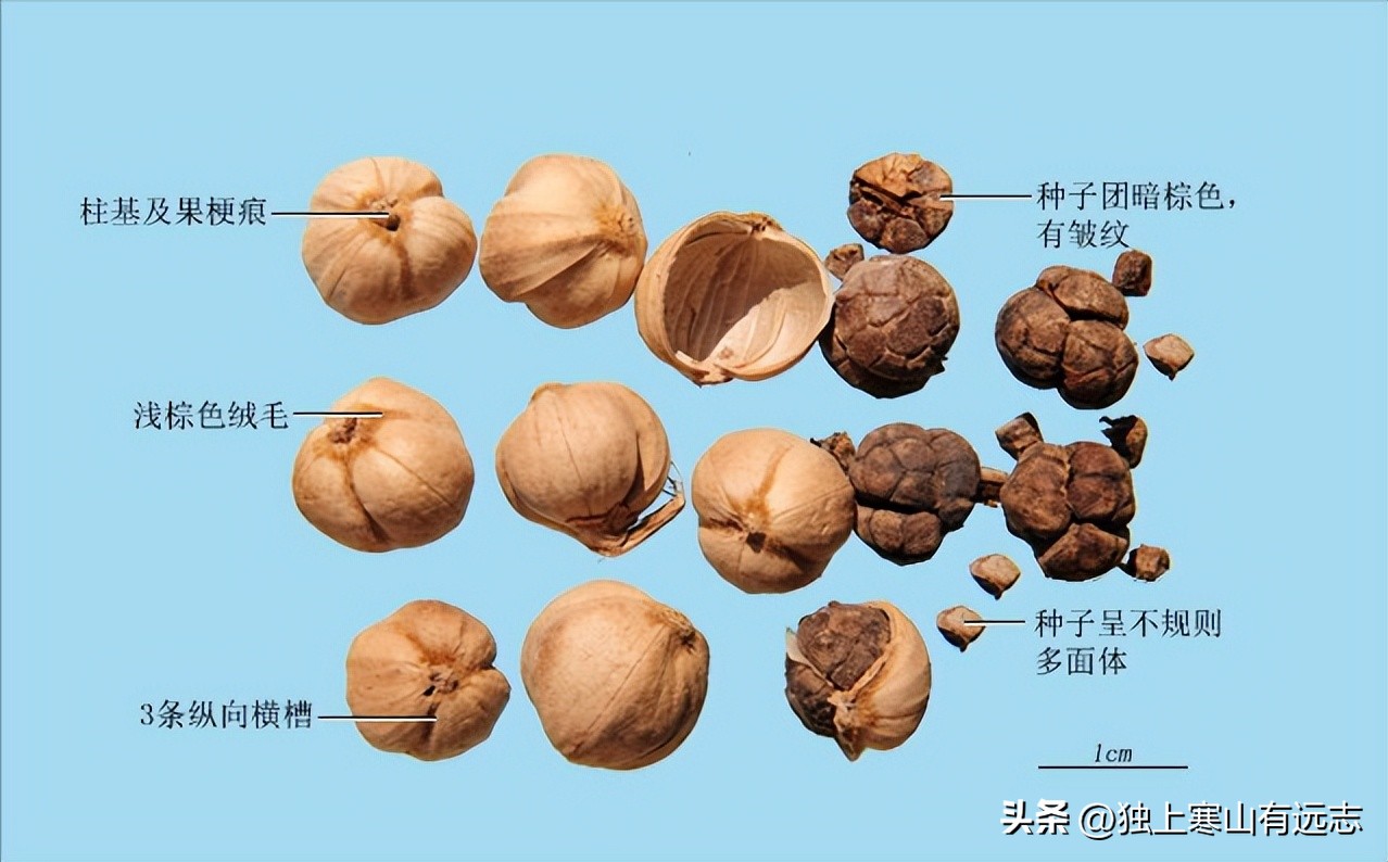 White koko, grass koko, red koko and nutmeg... What else do you know ...