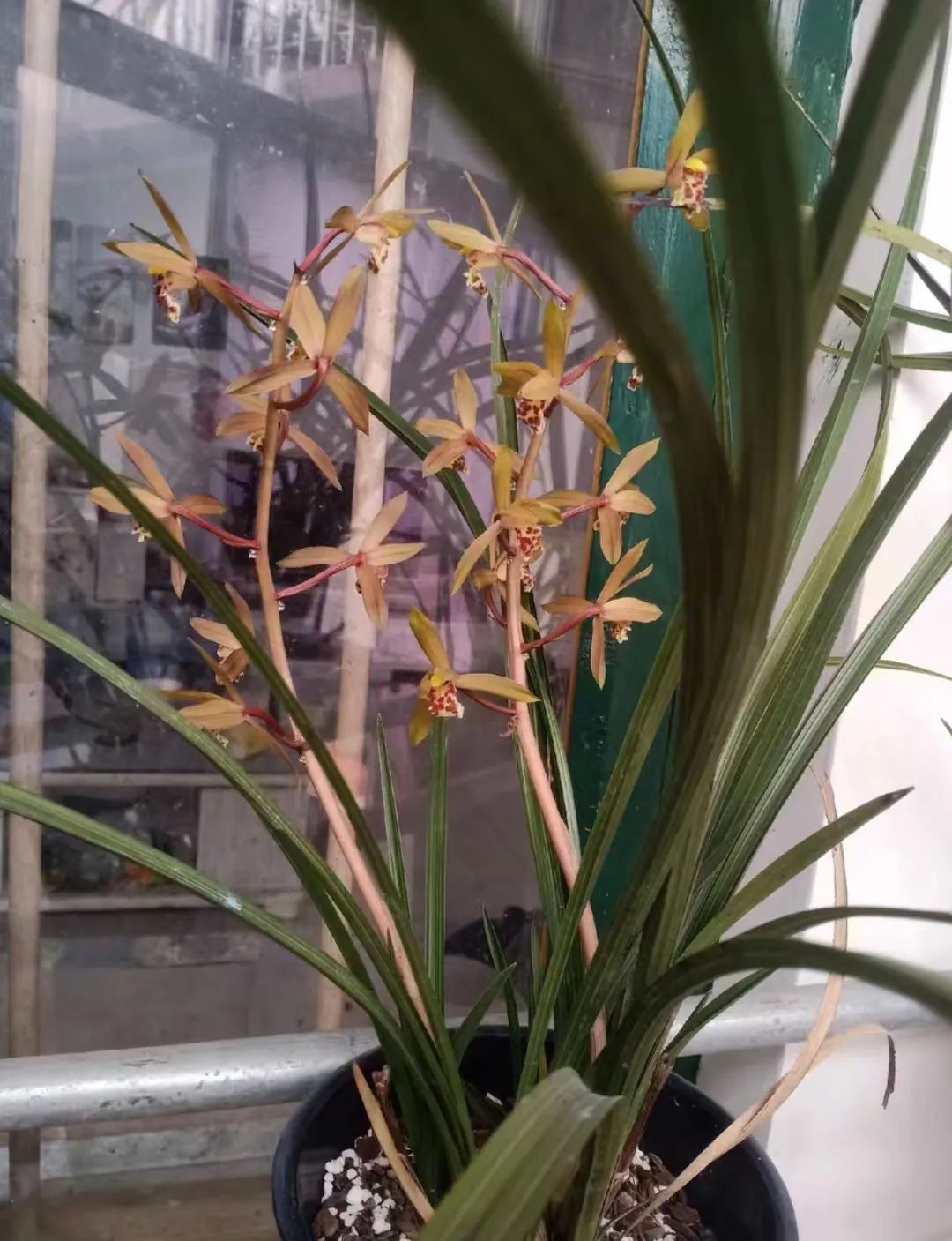 The orchid planting material affects the success or failure of watering ...