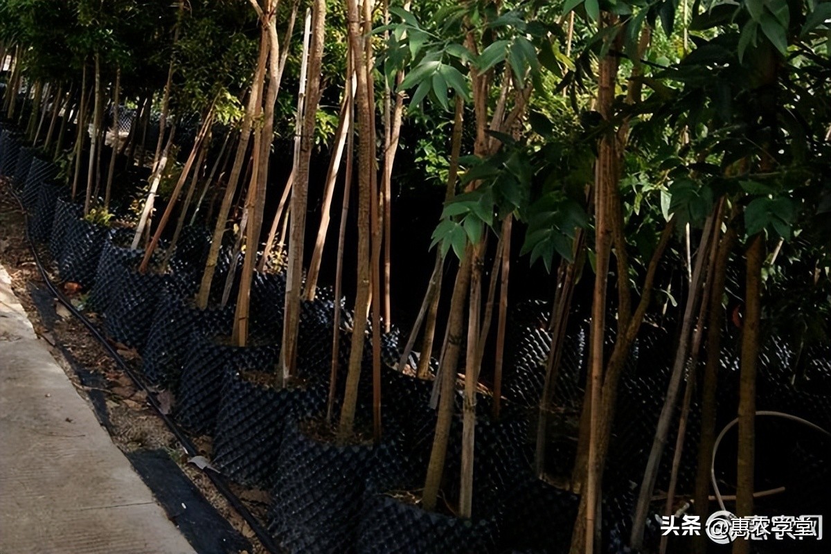 How much is a mahogany sapling this year?What kind of mahogany saplings ...