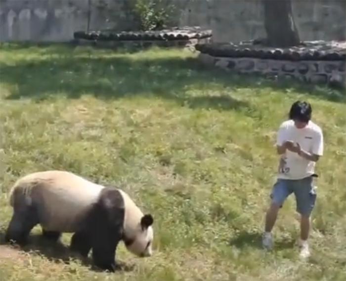 Don't take giant pandas as beasts?Man jumps into panda park to take ...