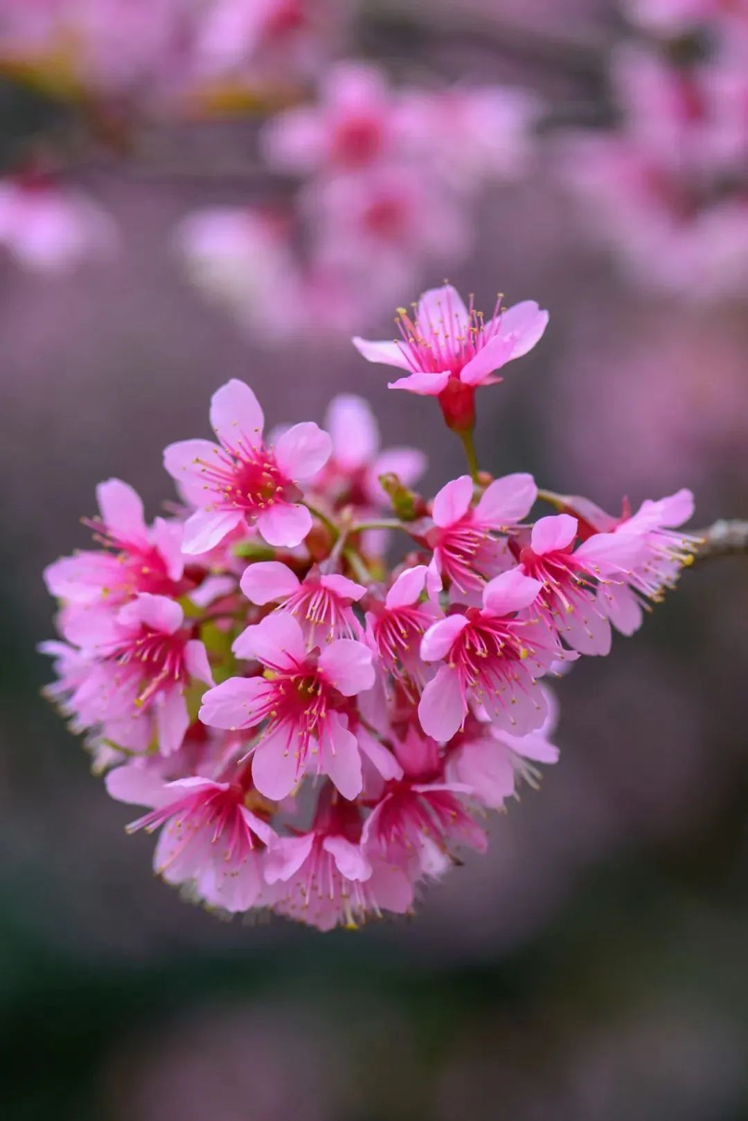 The most beautiful spring in China: most people can only see here this ...