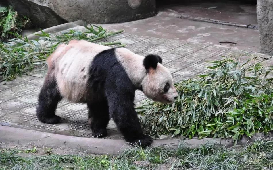 Lingling is a handsome giant panda, but the ugliest thing in the world ...