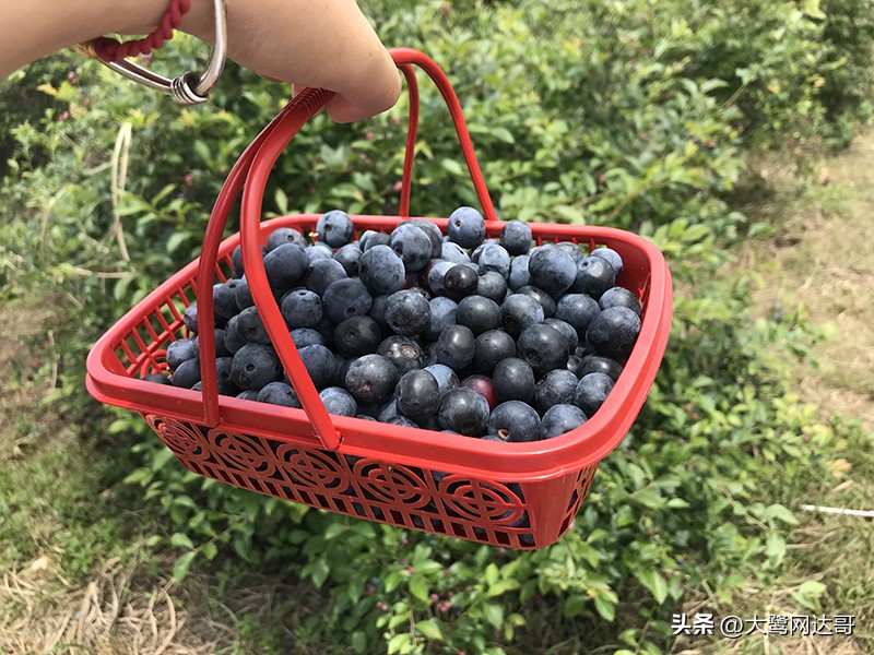 Where can I pick red bayberry in Xiamen? In addition to red bayberries ...