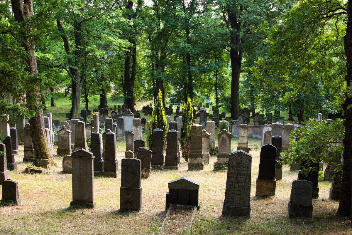 The ideal "cow", the radar can scan the soul - iMedia