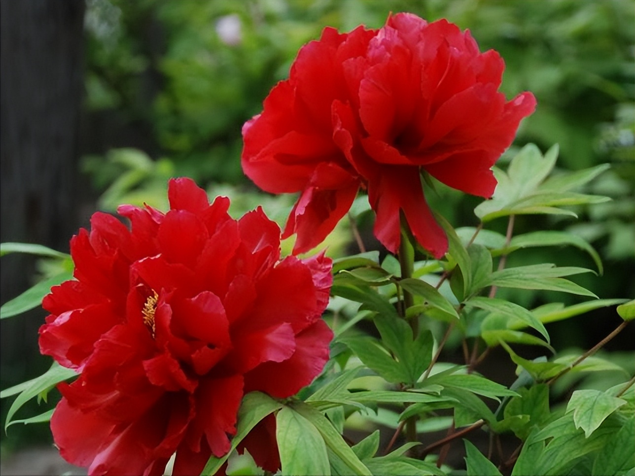 Dwarf peony - iNEWS