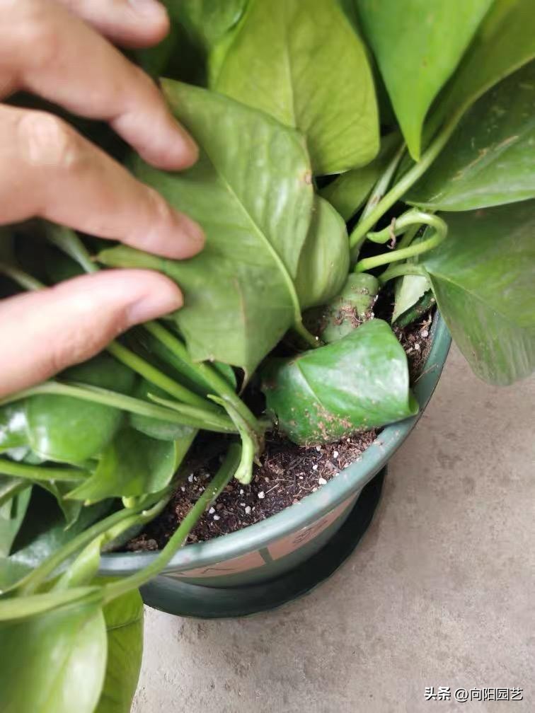 Growing flowers, the most afraid of rotten roots, to solve the problem ...