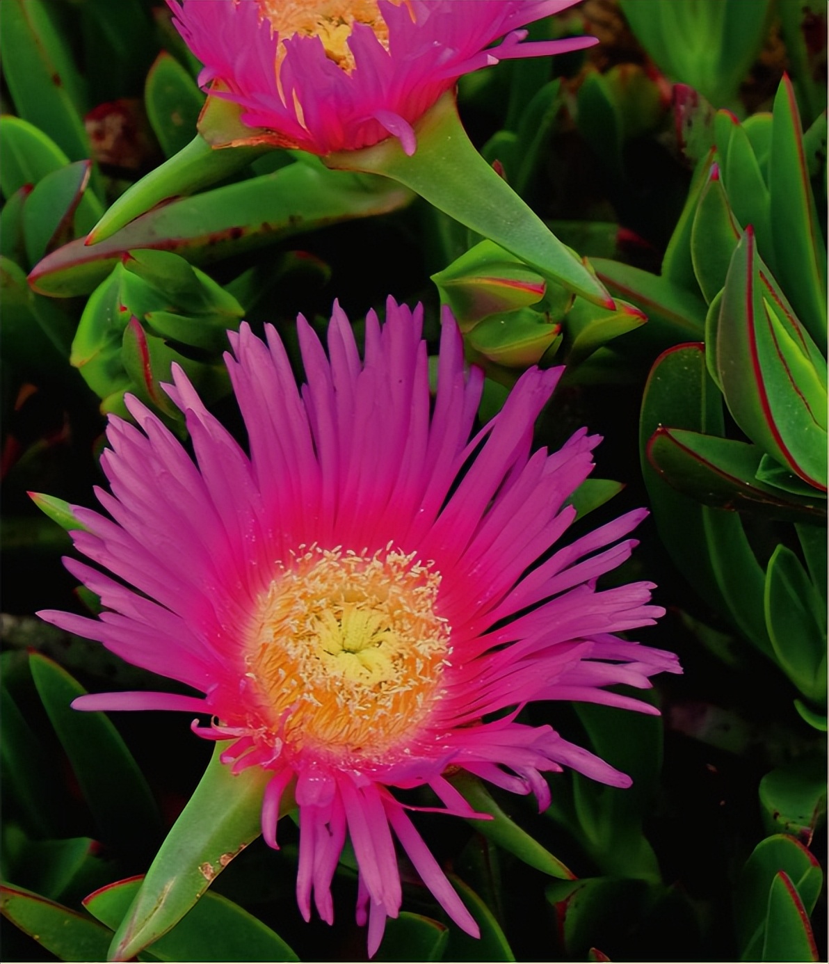 Invasive species - the result of rabbit invasions in Australia - iMedia