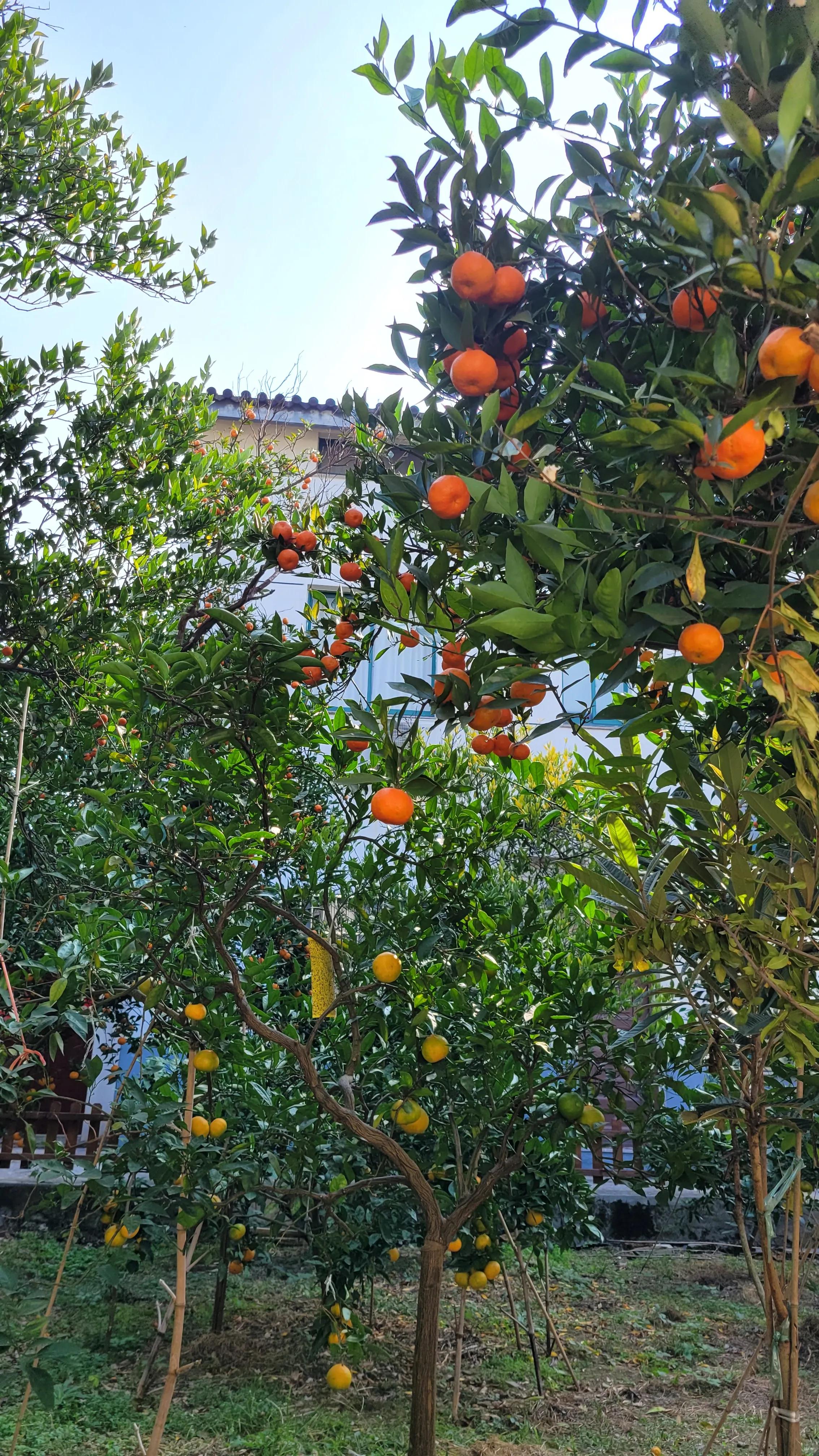 Xishan Island, Taihu Lake, Suzhou - Fruit Farmers and Fruit Trees in ...