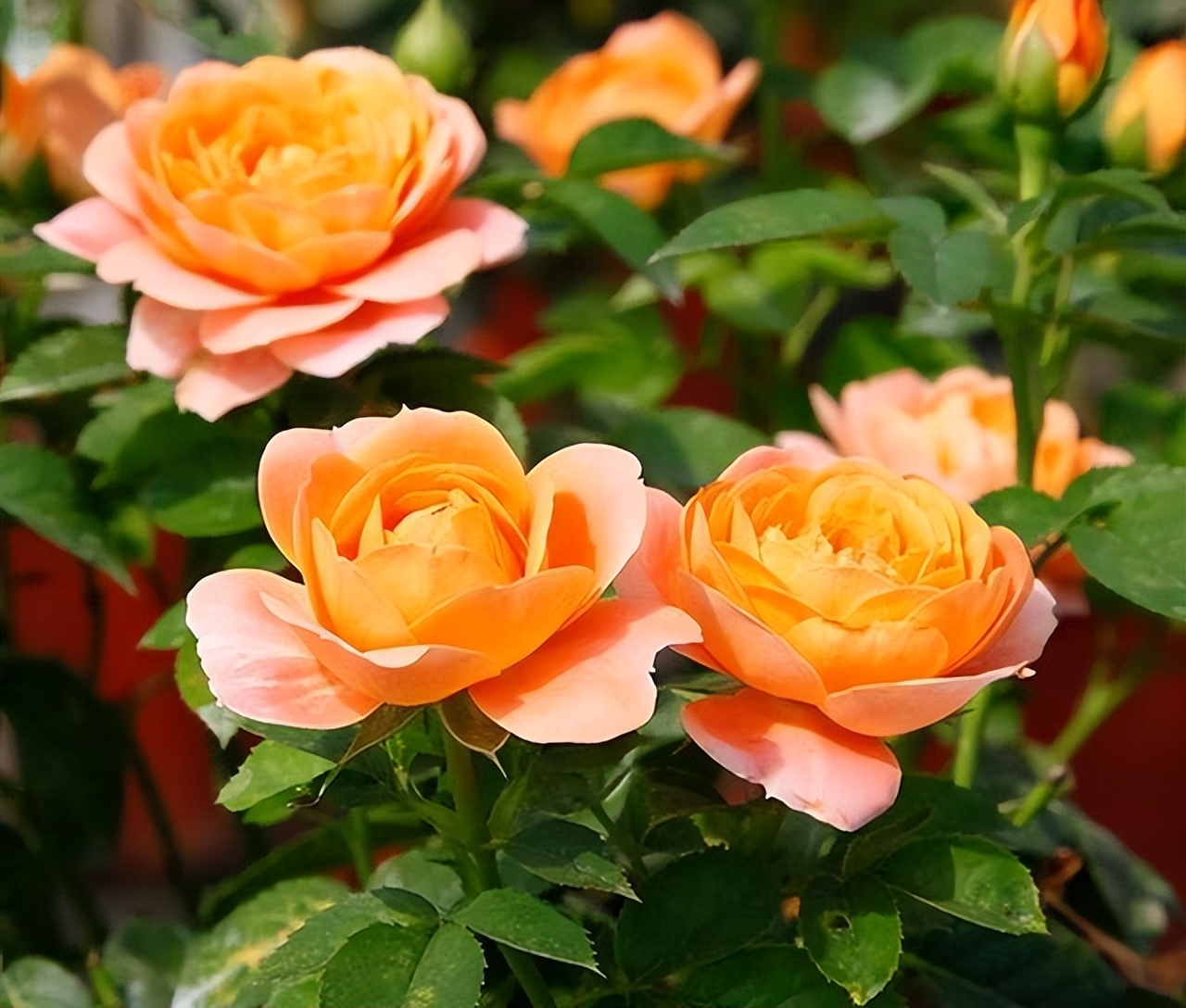10 kinds of balcony roses, which can also be raised in small apartments ...