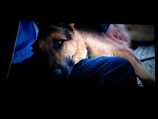 Tears! Pele, the cute dog, reincarnated III, revealing the biggest ...