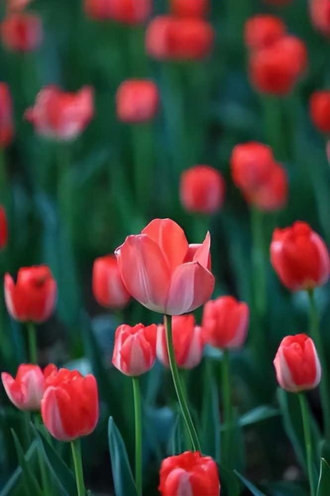 Come to Xingqing Palace to weave a tulip and bring the beautiful spring ...