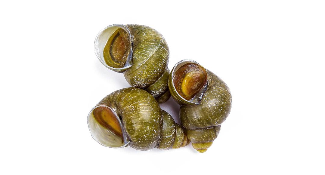 The most fresh in the river in March is the green shell snail~ - iNEWS