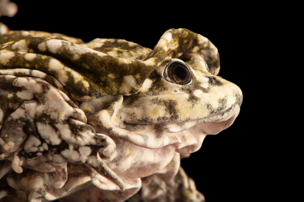 29 rare biological pictures: tragic baby elephant lost its trunk ...