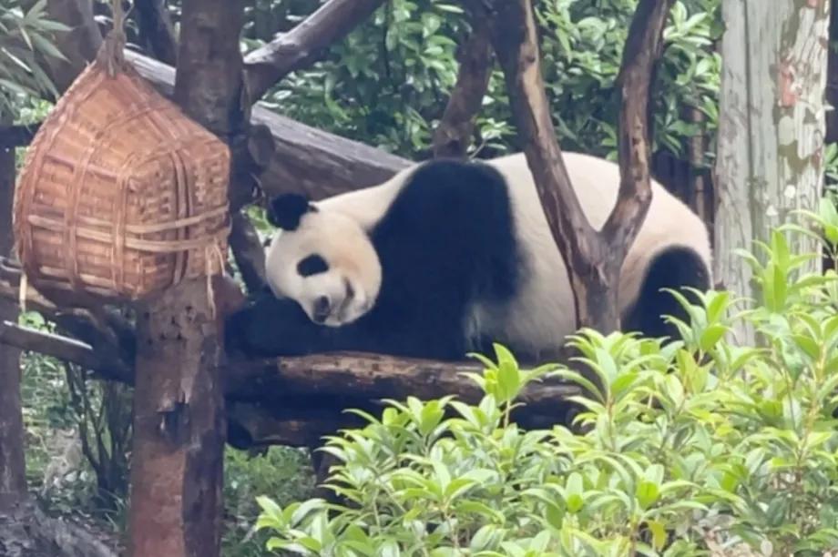 Dandan, a giant panda living in Japan, is about to return to China, and ...