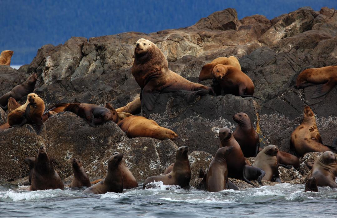 Is polygamy fun for the King of Animals? No! It's simply too difficult ...