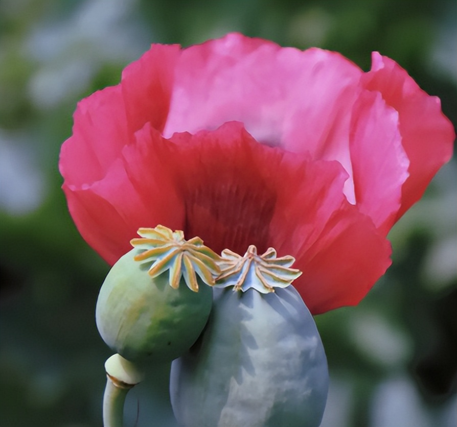 "Poppy shell: the mysterious seasoning in the barbecue world, revealing ...