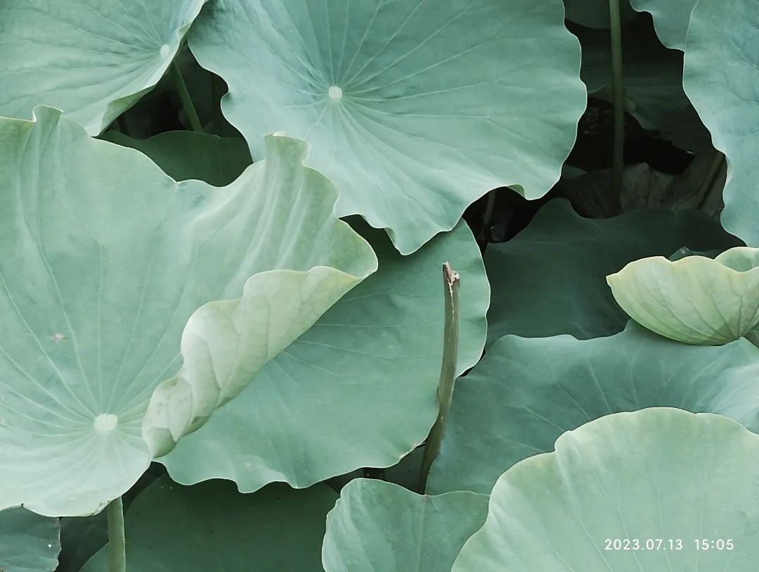 Knowing is impossible to obtain suddenly, entrusting the legacy to ...