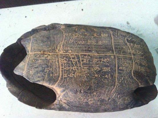 Why did the ancient ancestors worship the tortoise so much? What good ...