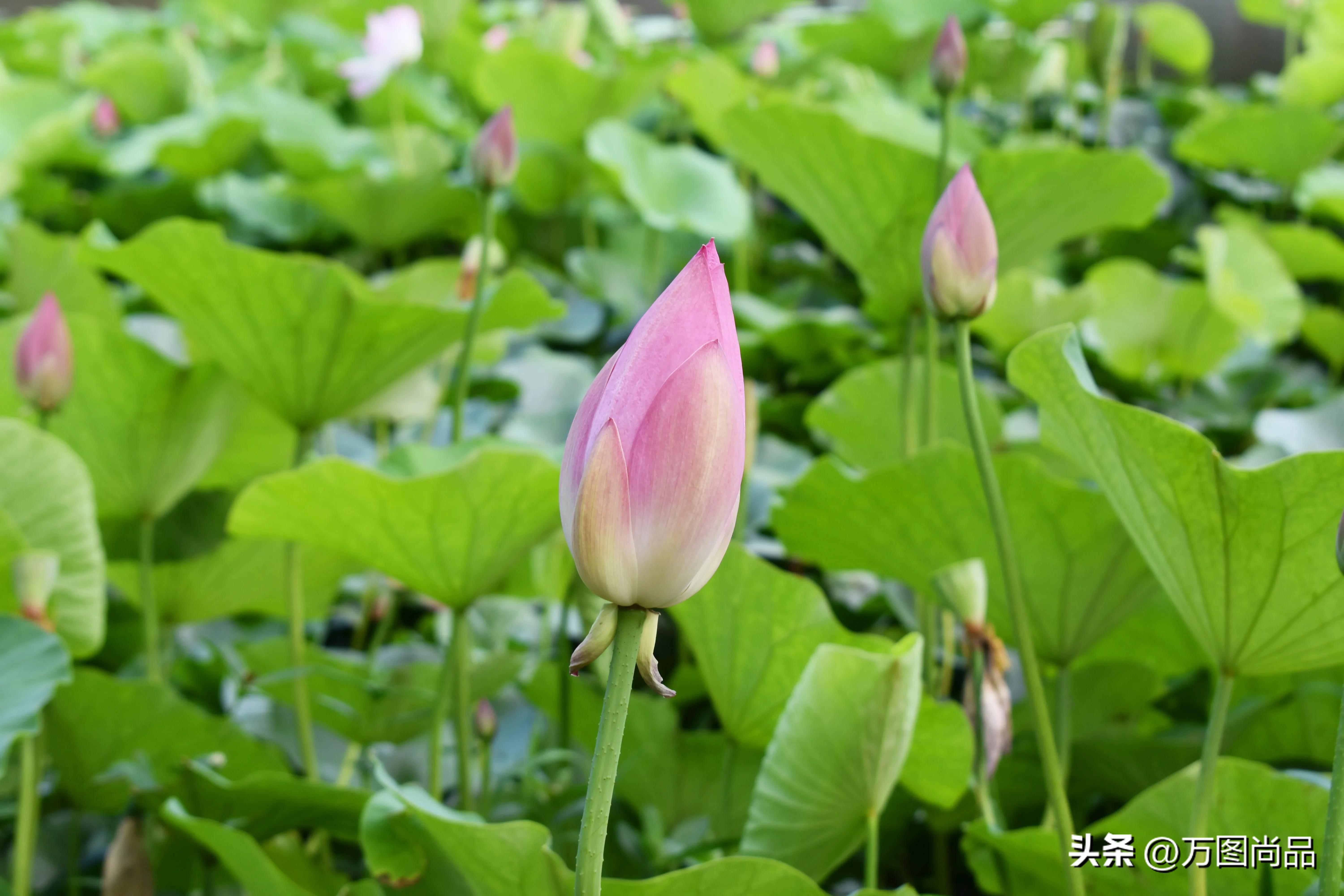 Four Views of Xijian - iMedia