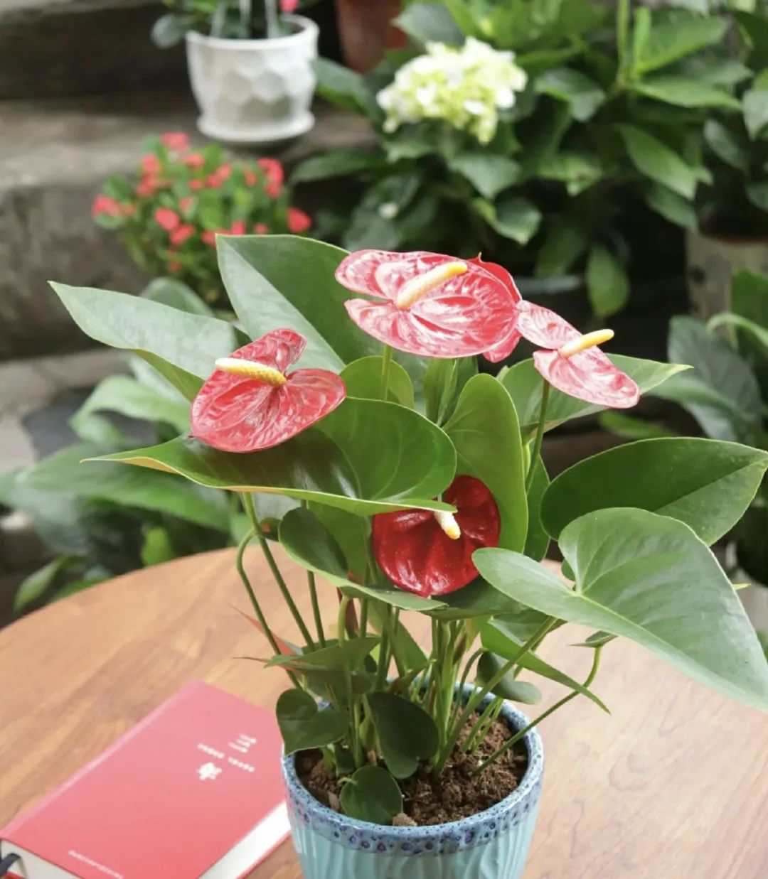 5 kinds of "diligent flowers", the nickname blooms every day, 365 days ...