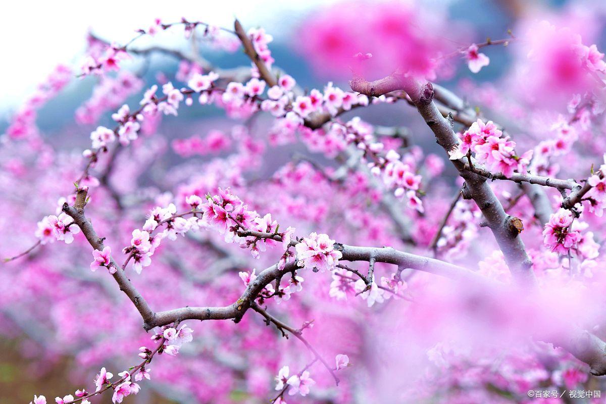 In August, the peach blossom luck is good, the three constellations who ...