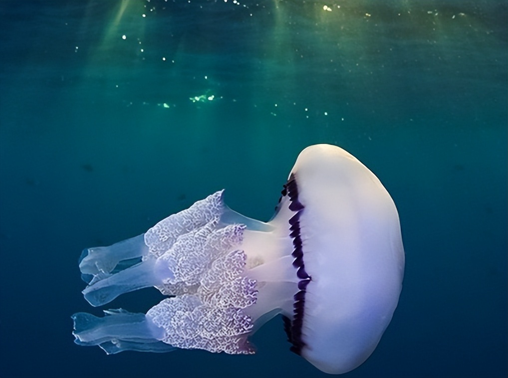 Ocean Dreams: The Elegant Dance of Jellyfish - iNEWS