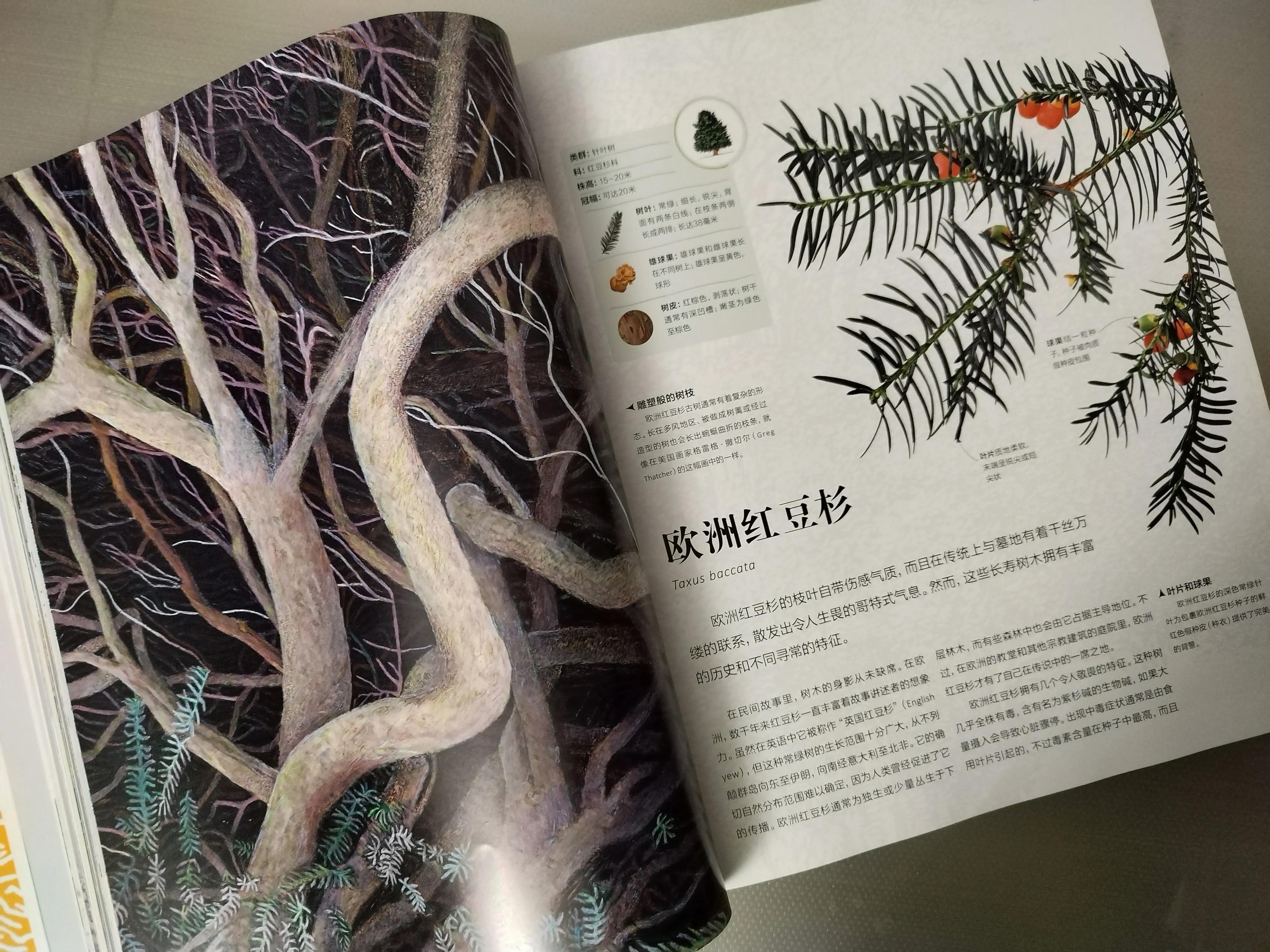 DK Tree Encyclopedia: Approaching the mystery of the green giant ...