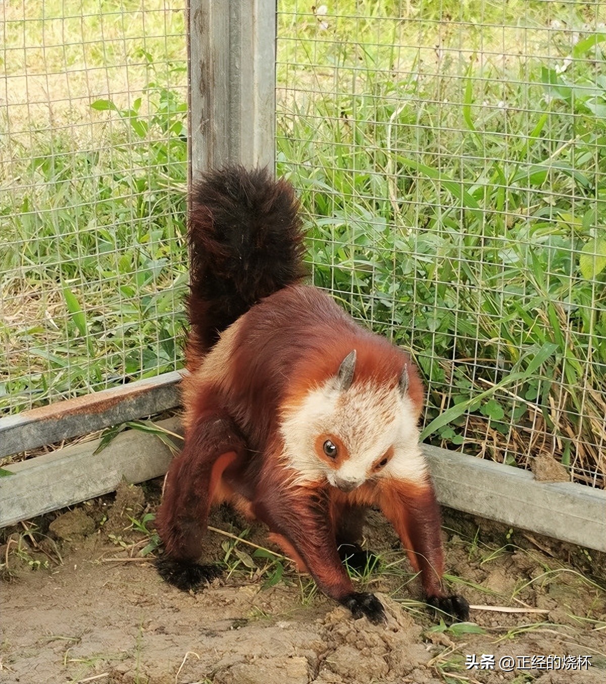 What are the characteristics of red and white flying squirrels, where ...