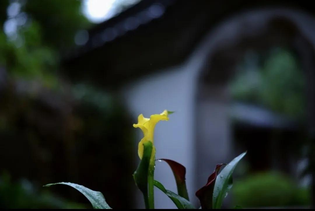 The First Two Steps to Improving Your Poetry Level: Continuation of "A ...