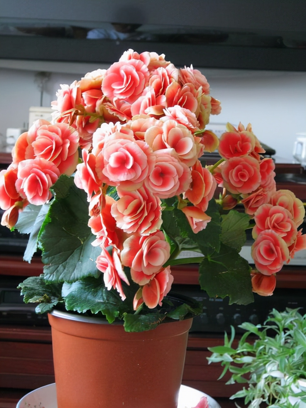 The maintenance of Rieger Begonia cannot be ignored, and it has learned ...