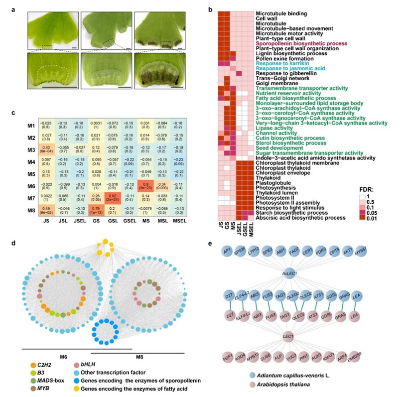 The first fern genome reveals molecular mechanisms such as the origin ...