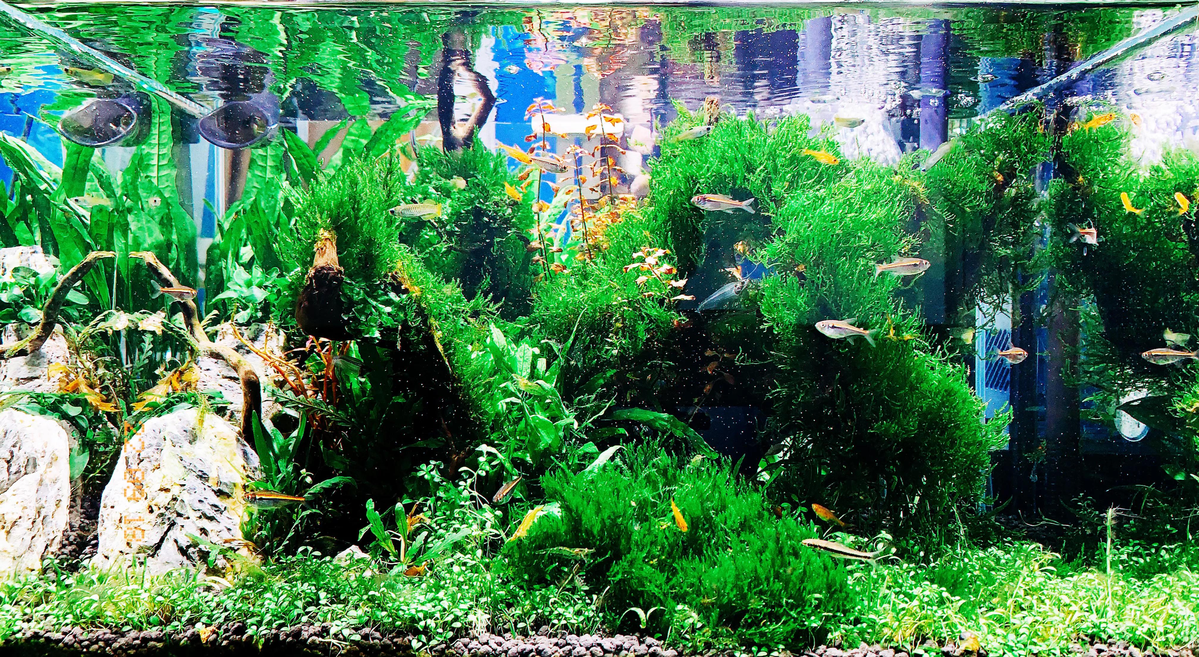 Take you to understand the family ecological grass tank - iNEWS