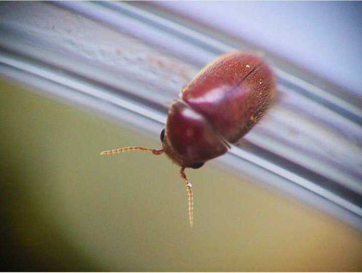 Why do smoke beetles appear on the bed? Where is the general source of ...