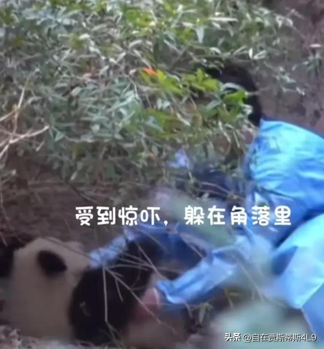 The case of the giant panda Fu Wan being splashed with water by three ...