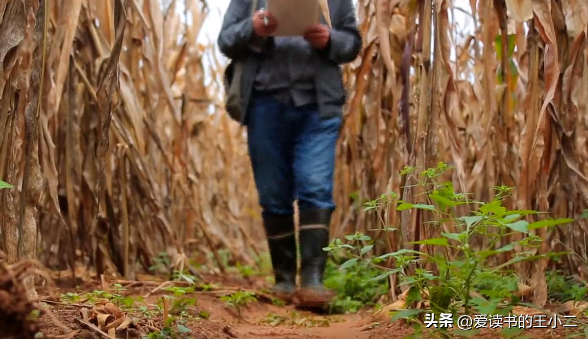 Experts inspect corn in the countryside, plan crops and pave roads: can ...