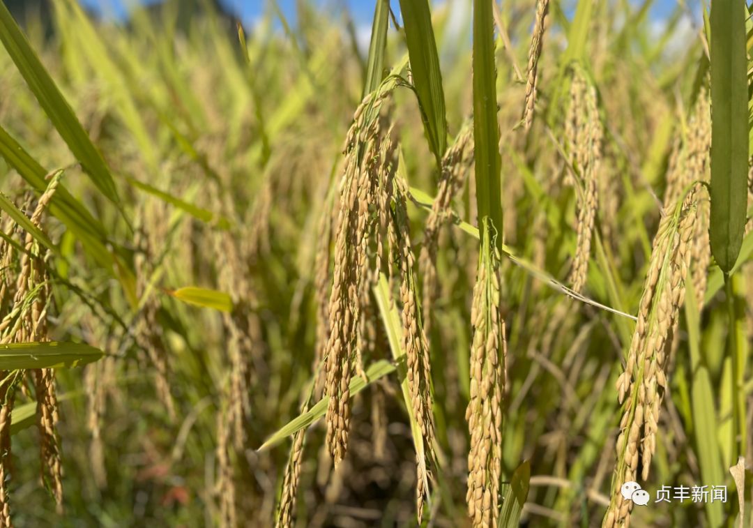 Zhenfeng Yanyu Village: 1,600 mu of rice harvested by artificial ...