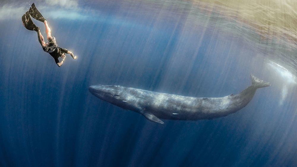 How likely is it that there are giant, unknown creatures lurking in the ...