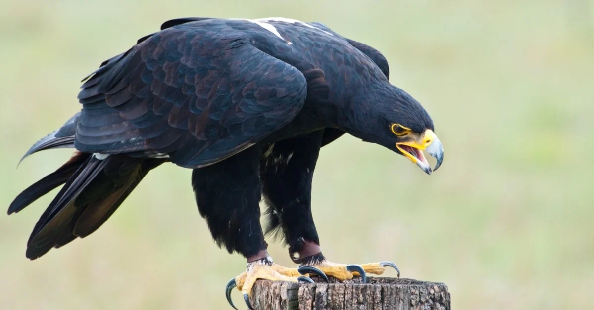 Inventory of the 10 most powerful eagles on the earth: the golden eagle ...