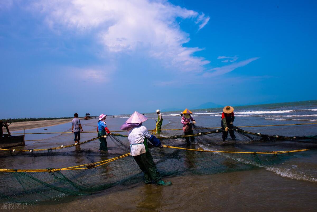 The secret of scallops: Evolution is the most successful, and they can ...