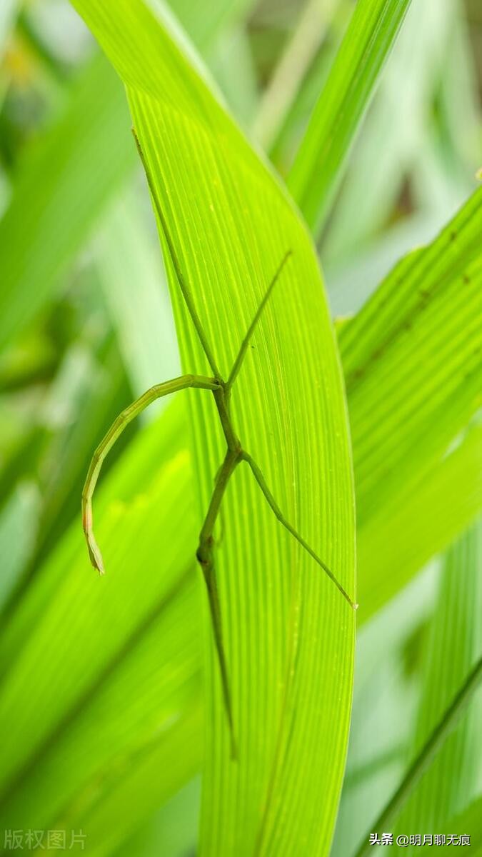 These insects actually won the "Guinness Book of World Records" - iNEWS