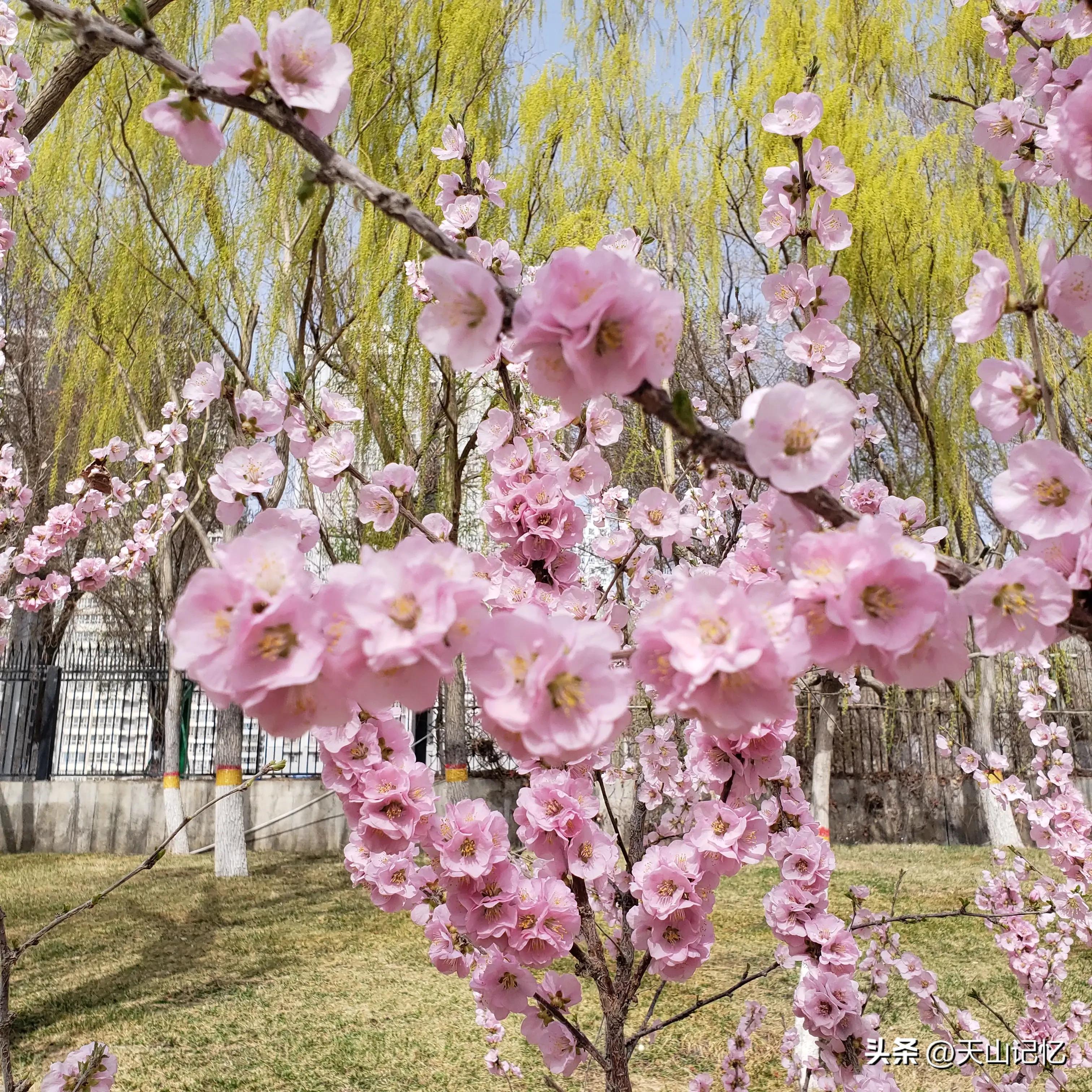 Spring comes early by the Peacock River, and apricot blossoms bloom on ...
