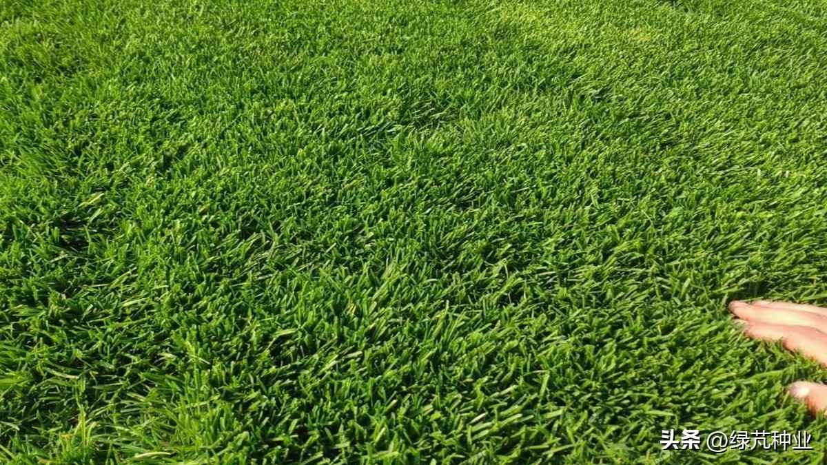 paradise grass seeds - iNEWS