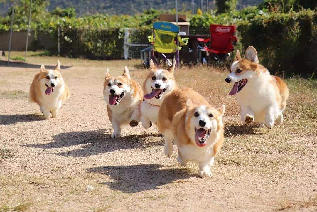 The once popular corgis, why are there fewer and fewer people now ...