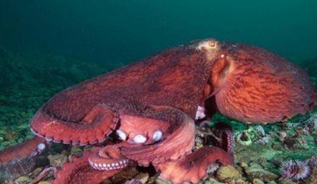 Scary Indonesian octopus with human face and crying baby - iNEWS