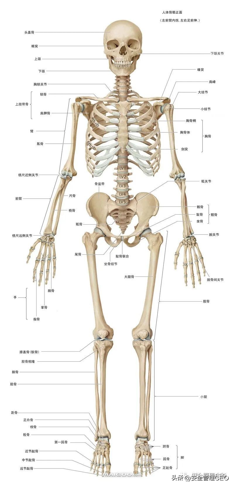 Human skeleton diagram - iMedia